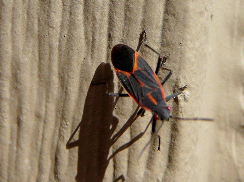 Dummerston Sightings: Utah Insects, White pelican, and hawks 9.20.12