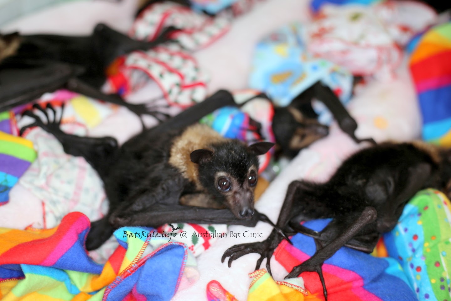 Rehab | Cairns Qld Megabat babies Spectacled in care, Pteropus ...