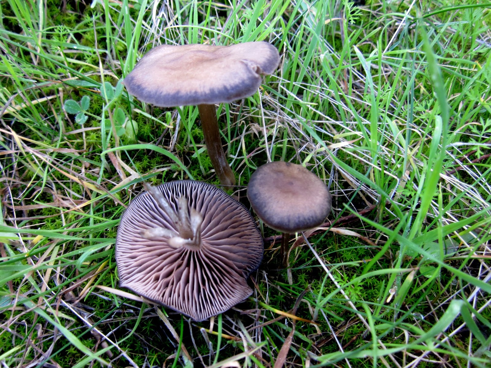 Biodiversity of Cyprus by NGO Protection of the Natural Heritage and ...