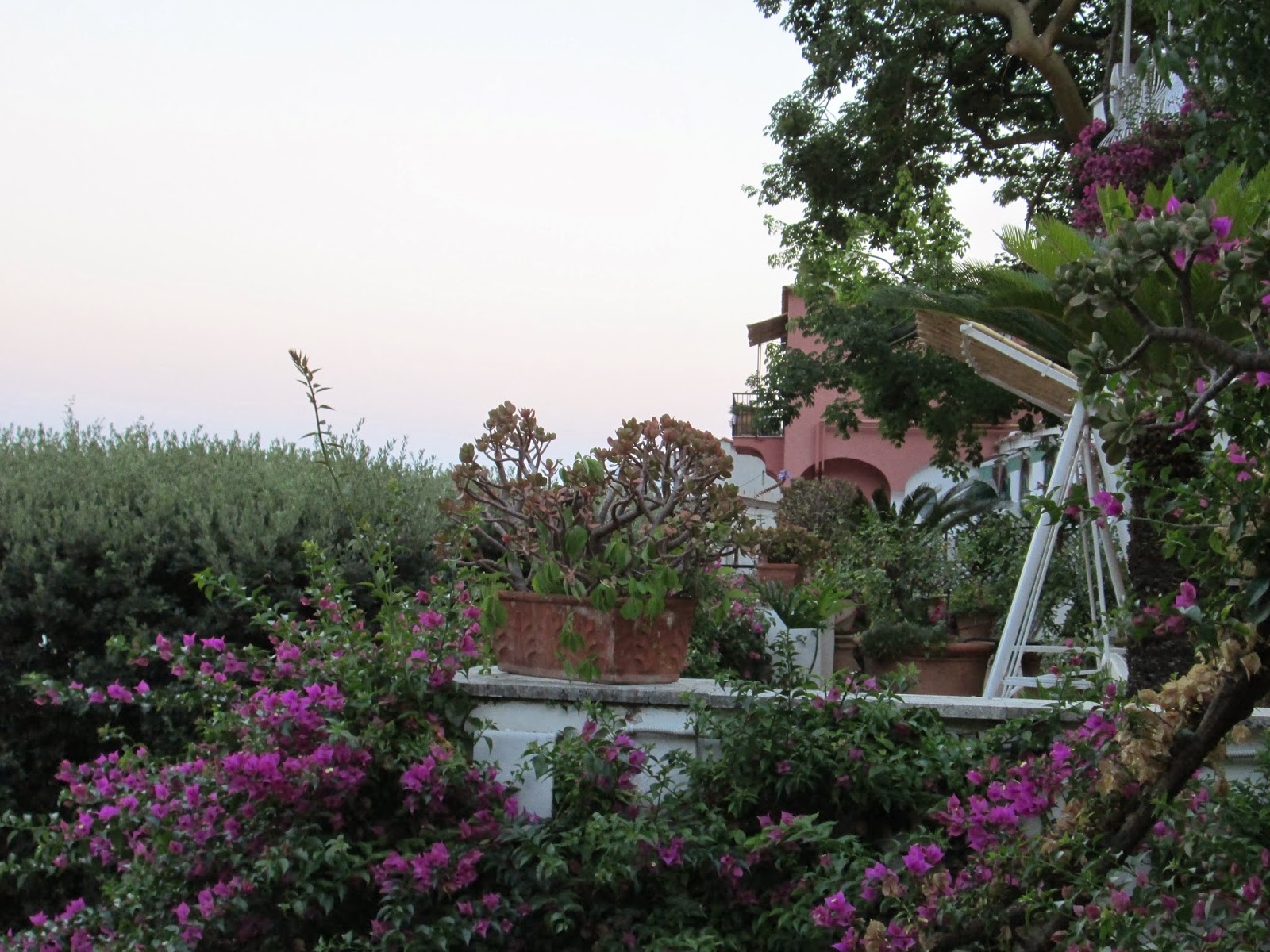 A Garden in Positano: Positano purple selection: Favorite summer flower ...