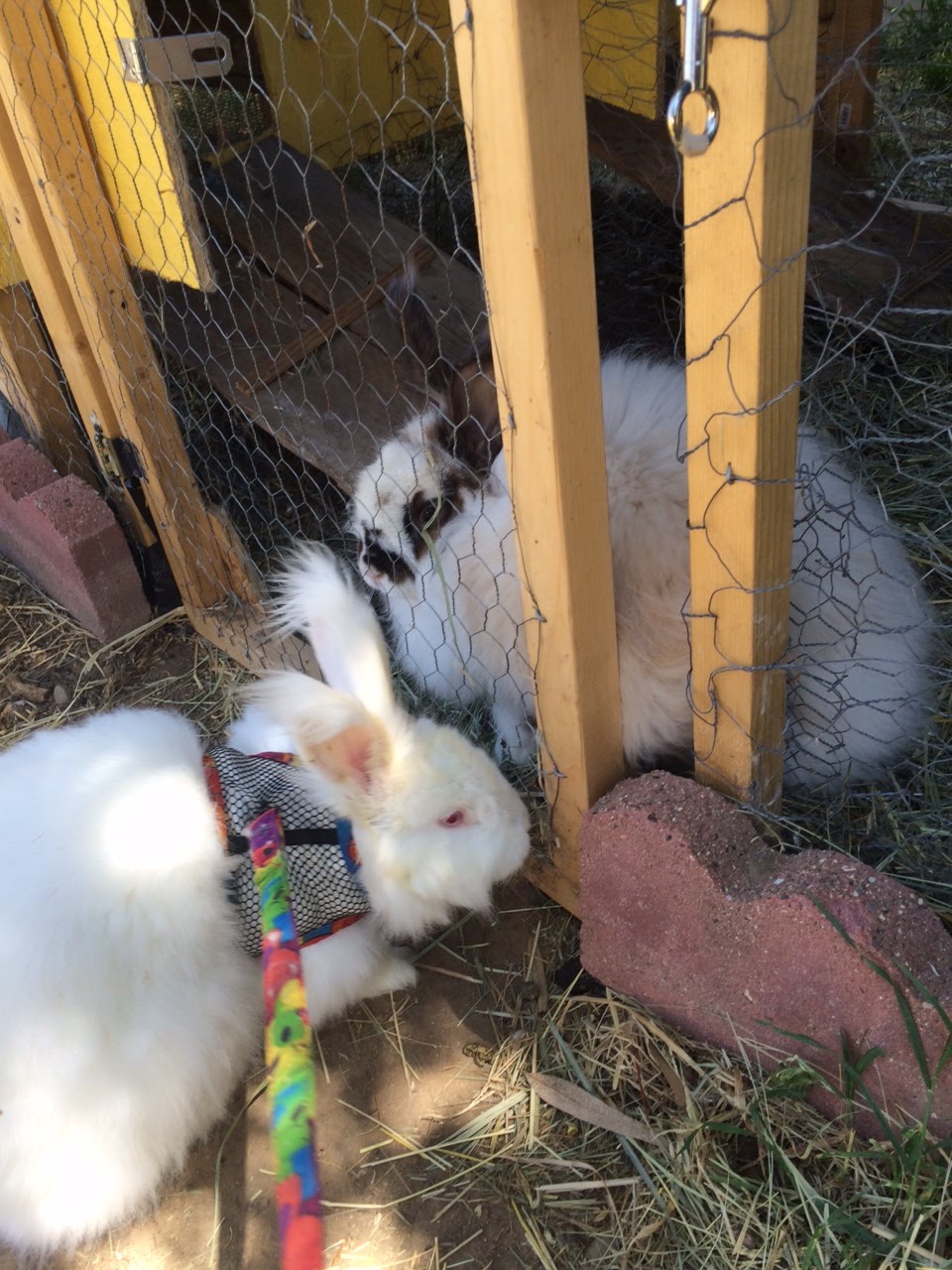 Fiberton Acres Blog: Adventures in keeping Angora rabbits - Part 1 ...