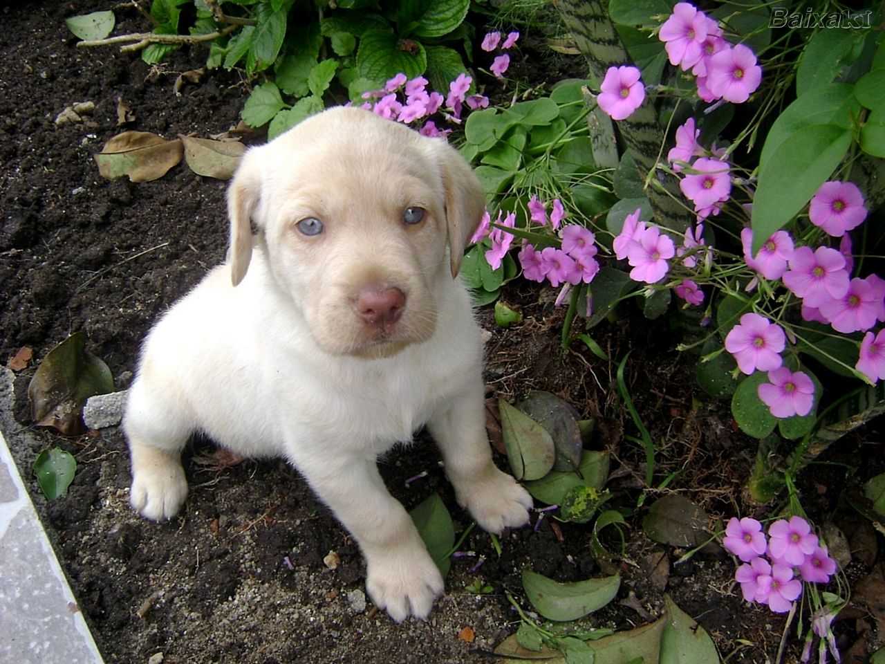 Filhote De Labrador Caramelo - LIBRAIN