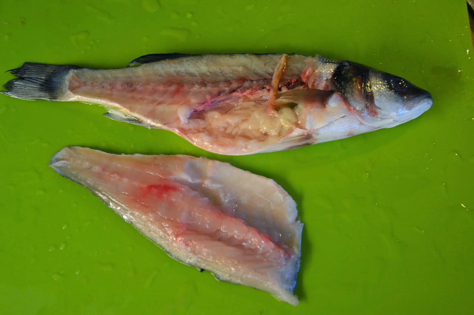 Oppdag Fisk!: Havabbor/Seabass/Dicentrarchus Labrax (Saltvann/Brakkvann ...