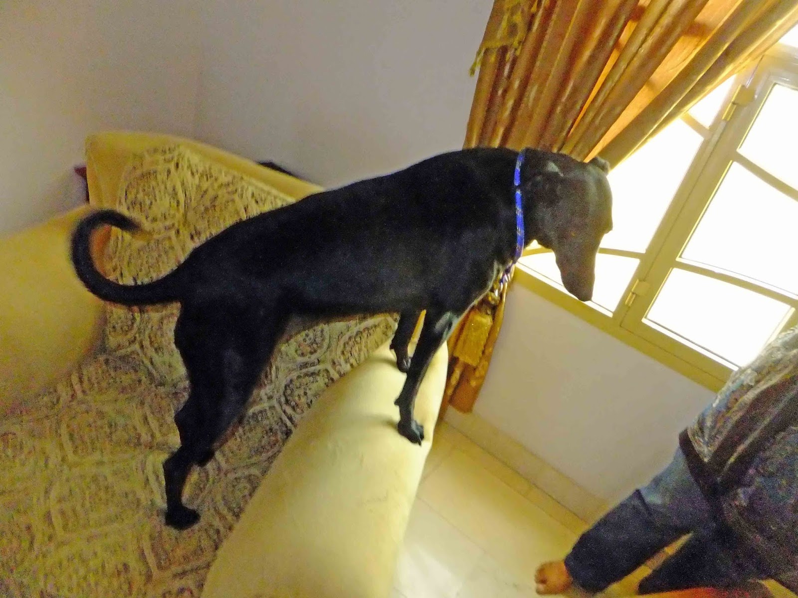 Wild born Canaan dogs of Saudi Arabia: Update on the genetic study of ...