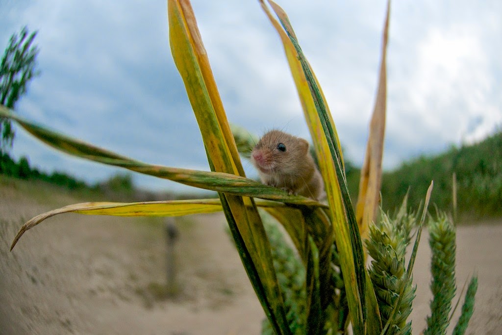 Matt's Photos: Harvest Mice