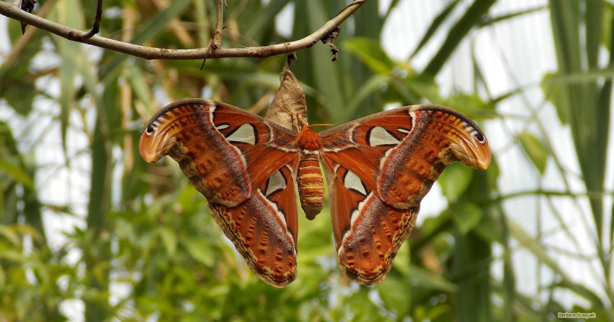 Atlasvlinder wallpaper