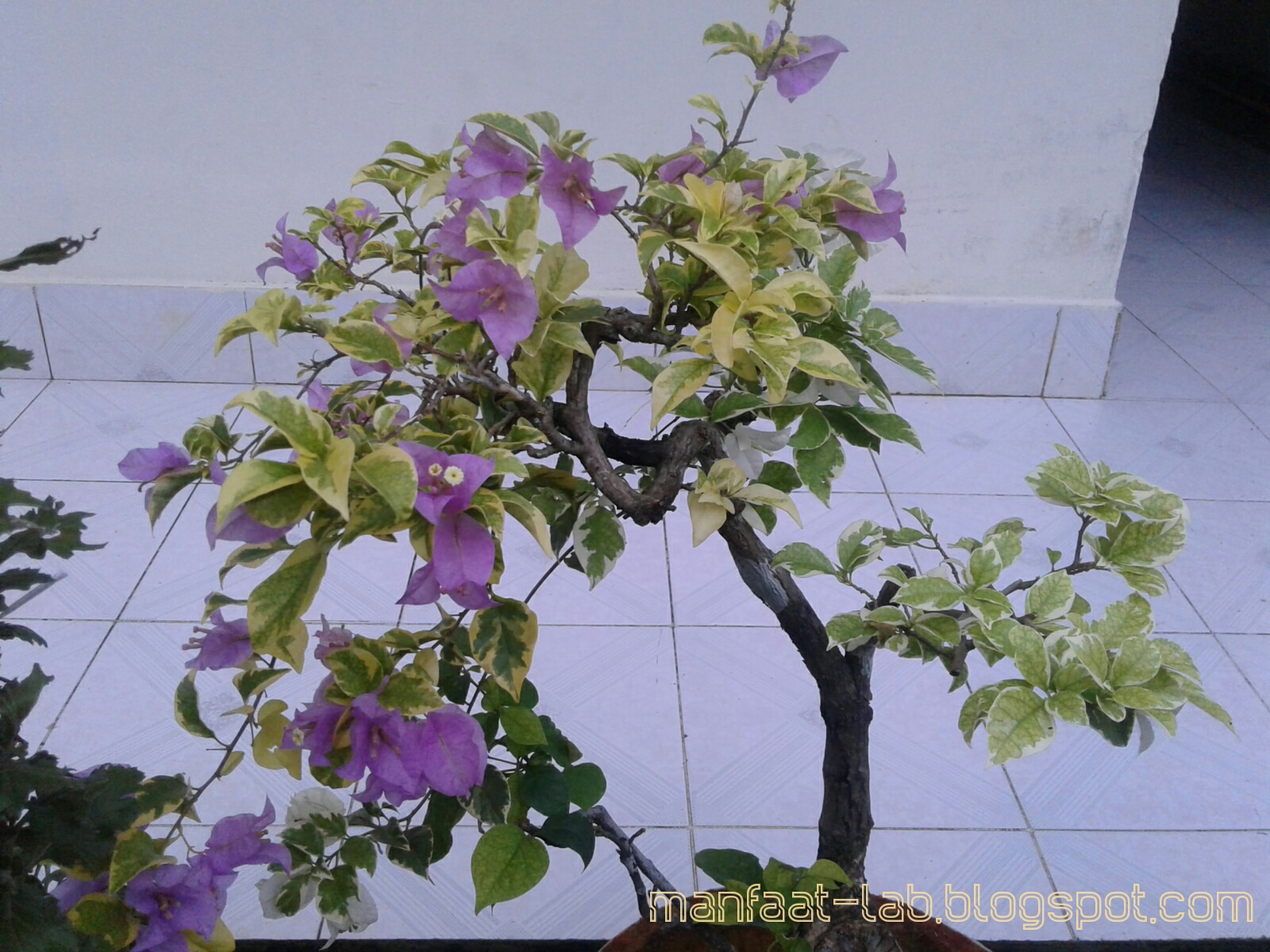 Keindahan Bunga kertas dan menawan - Manfaat-Lab