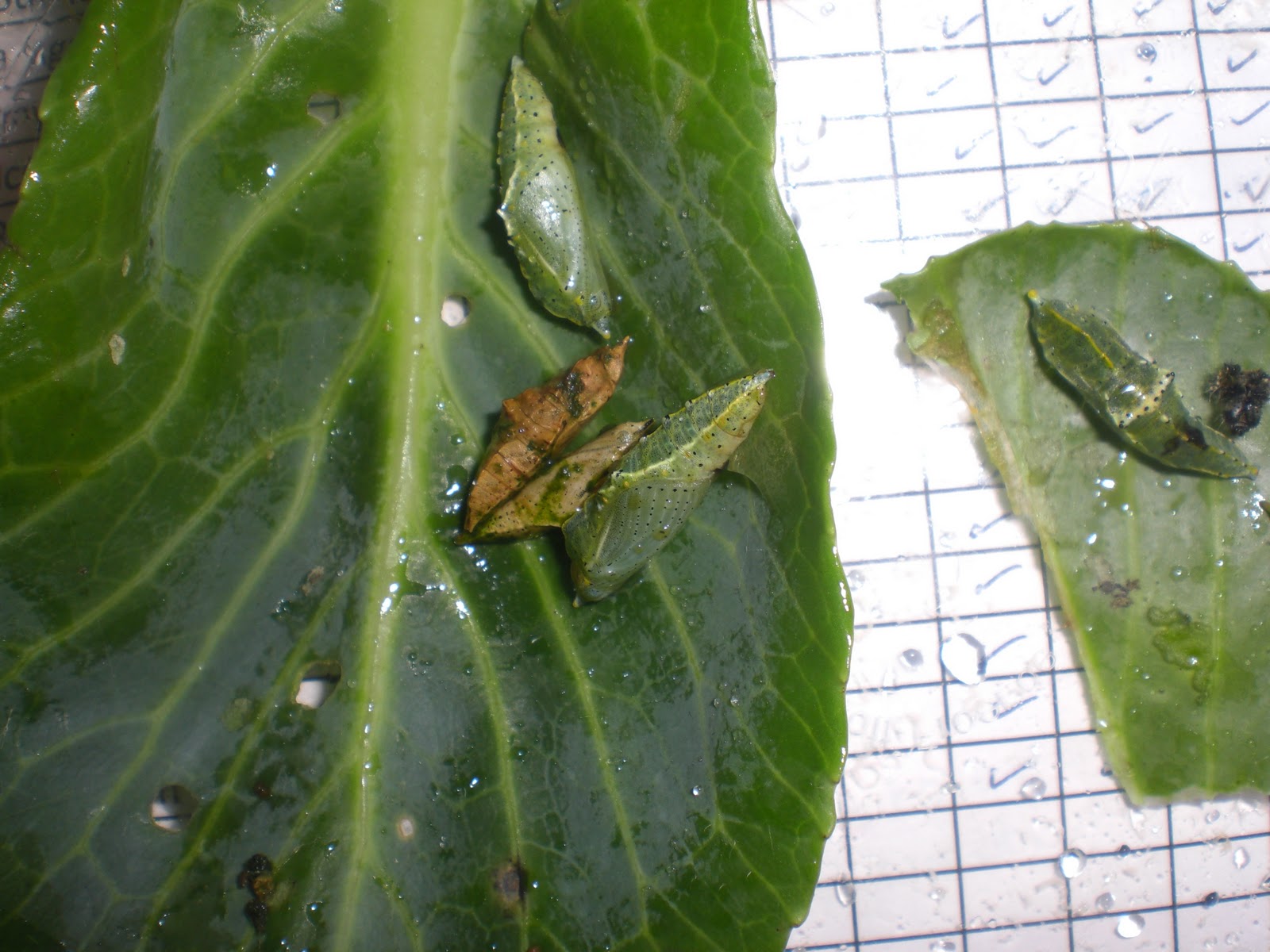 From Caterpillar to Butterfly: Butterfly eggs