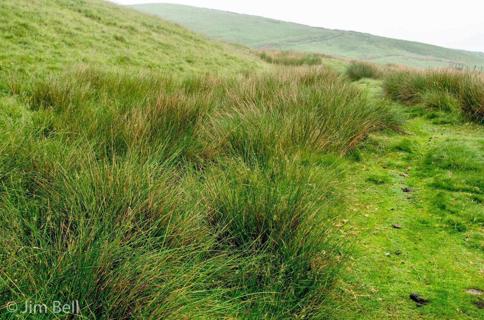 Out & About: Wildboarclough & Shutlingsloe