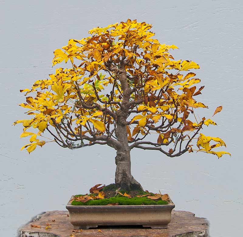 Walter Pall Bonsai Adventures: horse chestnut again