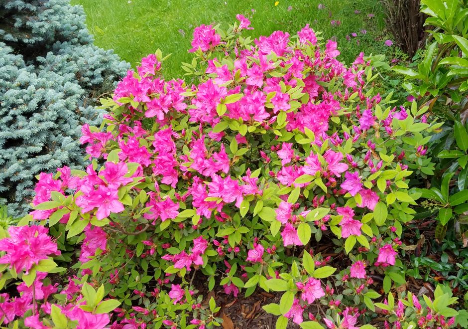 Future Plants by Randy Stewart: Encore Hybrid Azaleas