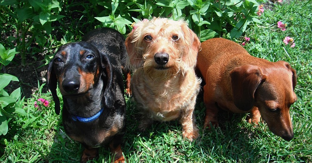 My Three Doxsons: Dachshund Hits the Brakes
