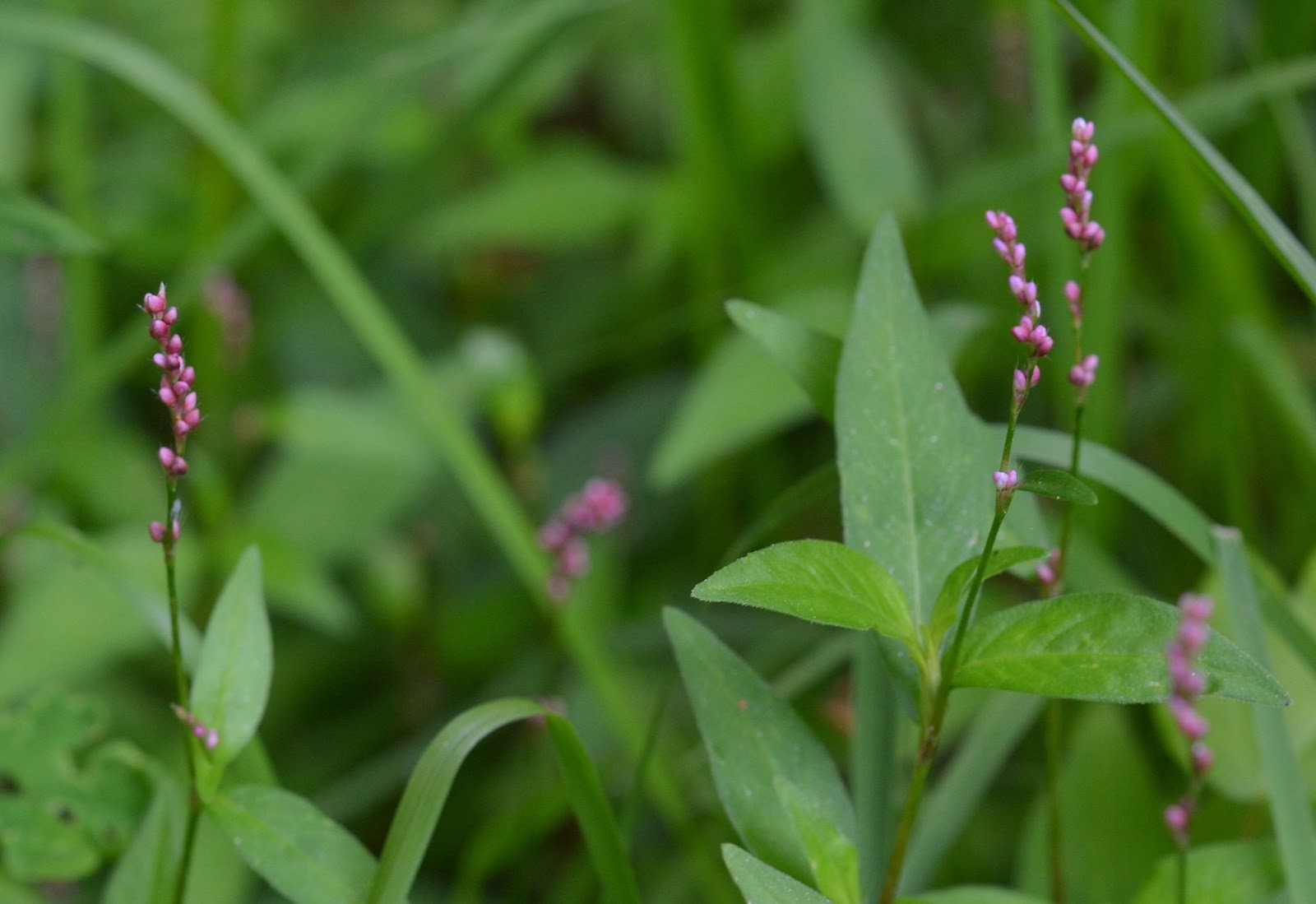 Nature Ramblers: Ramble Report May 12 2016