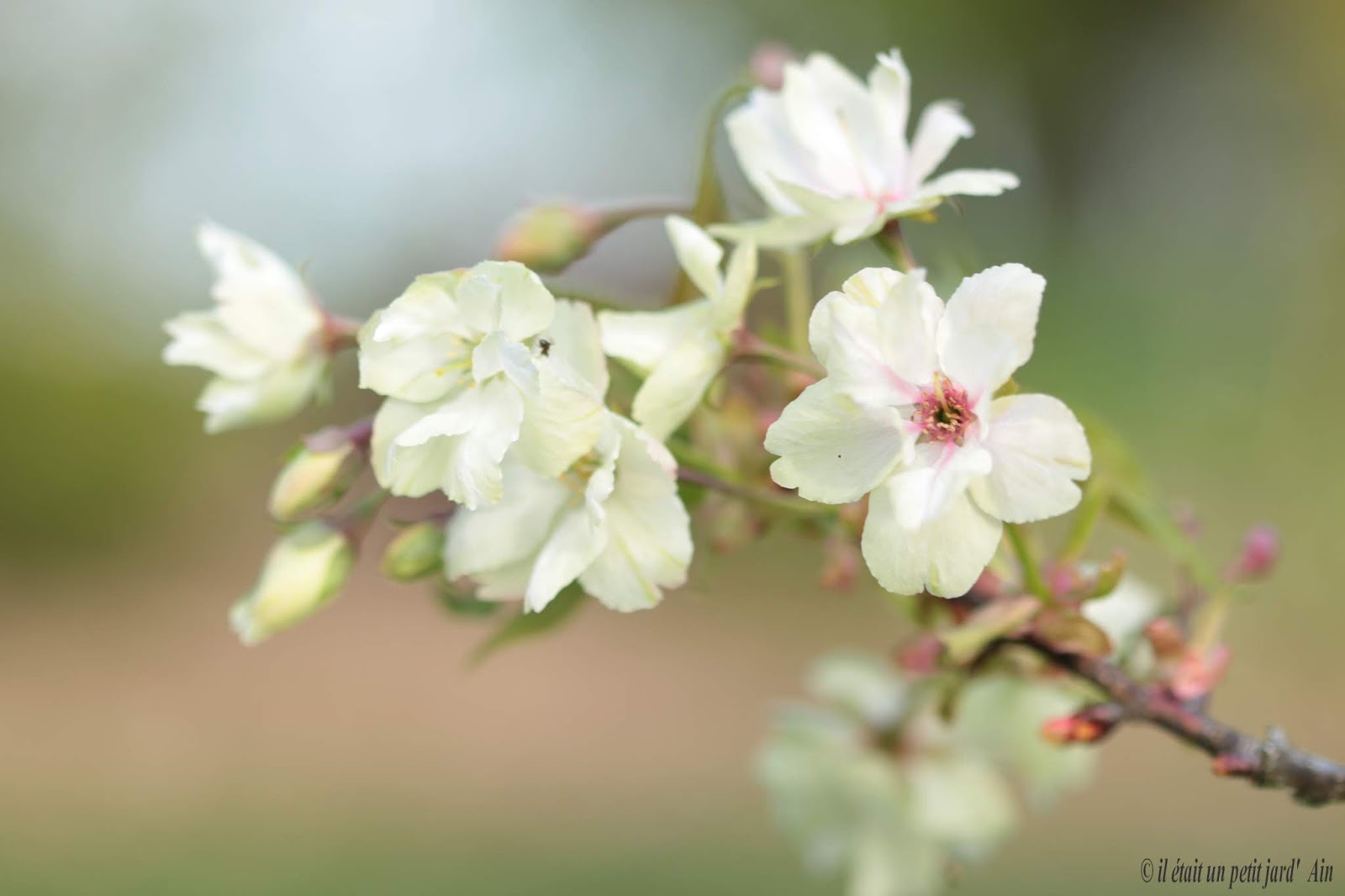 IL ETAIT UN PETIT JARD'AIN ...: FOCUS PRUNUS MALUS TRESORUS ...