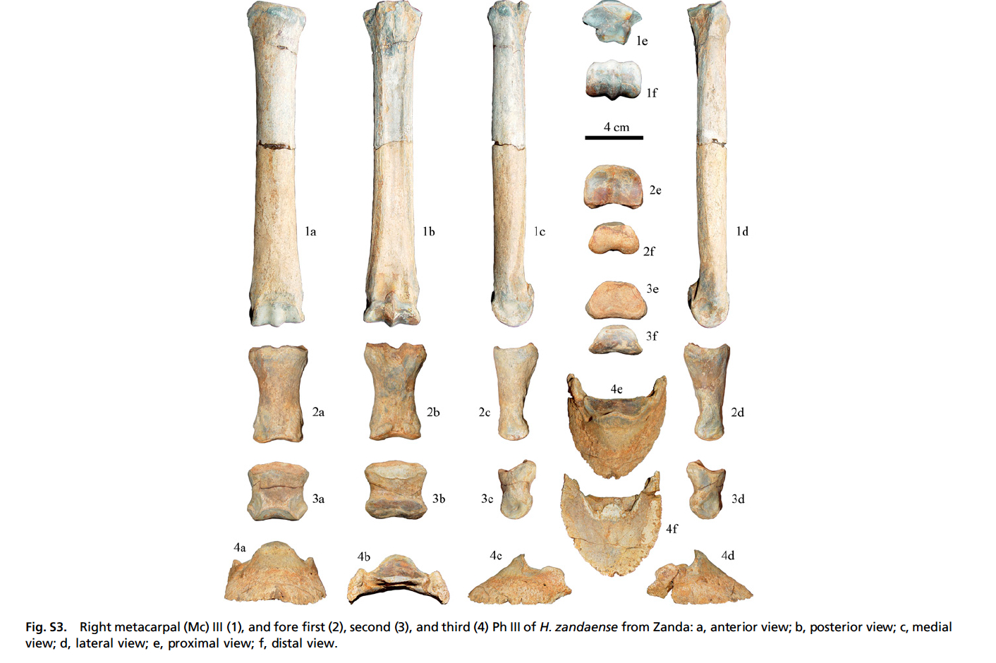 journey to better hooves: Natural asymmtery - fossil horse bones