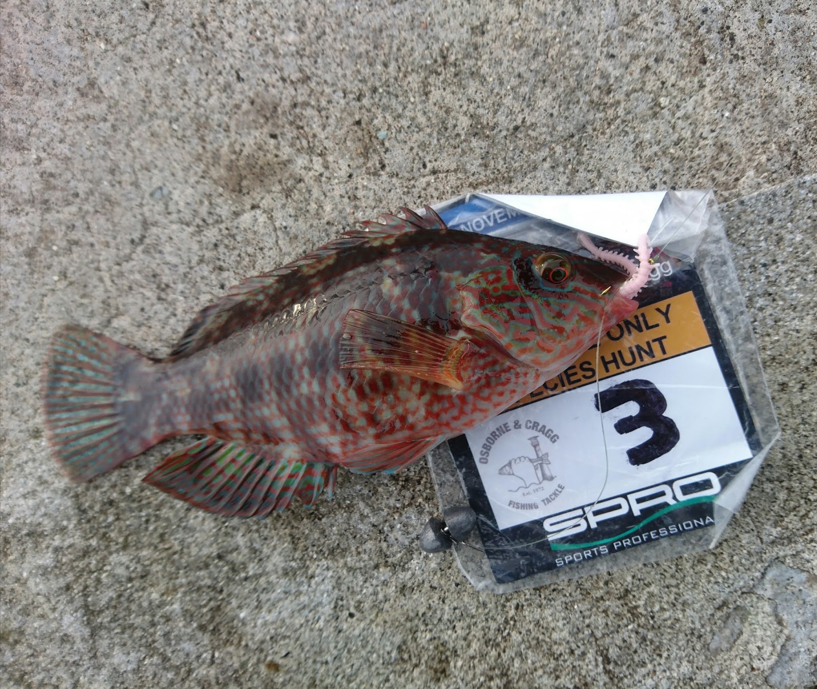 Ben Bassett - Fishing: Journeyman LRF