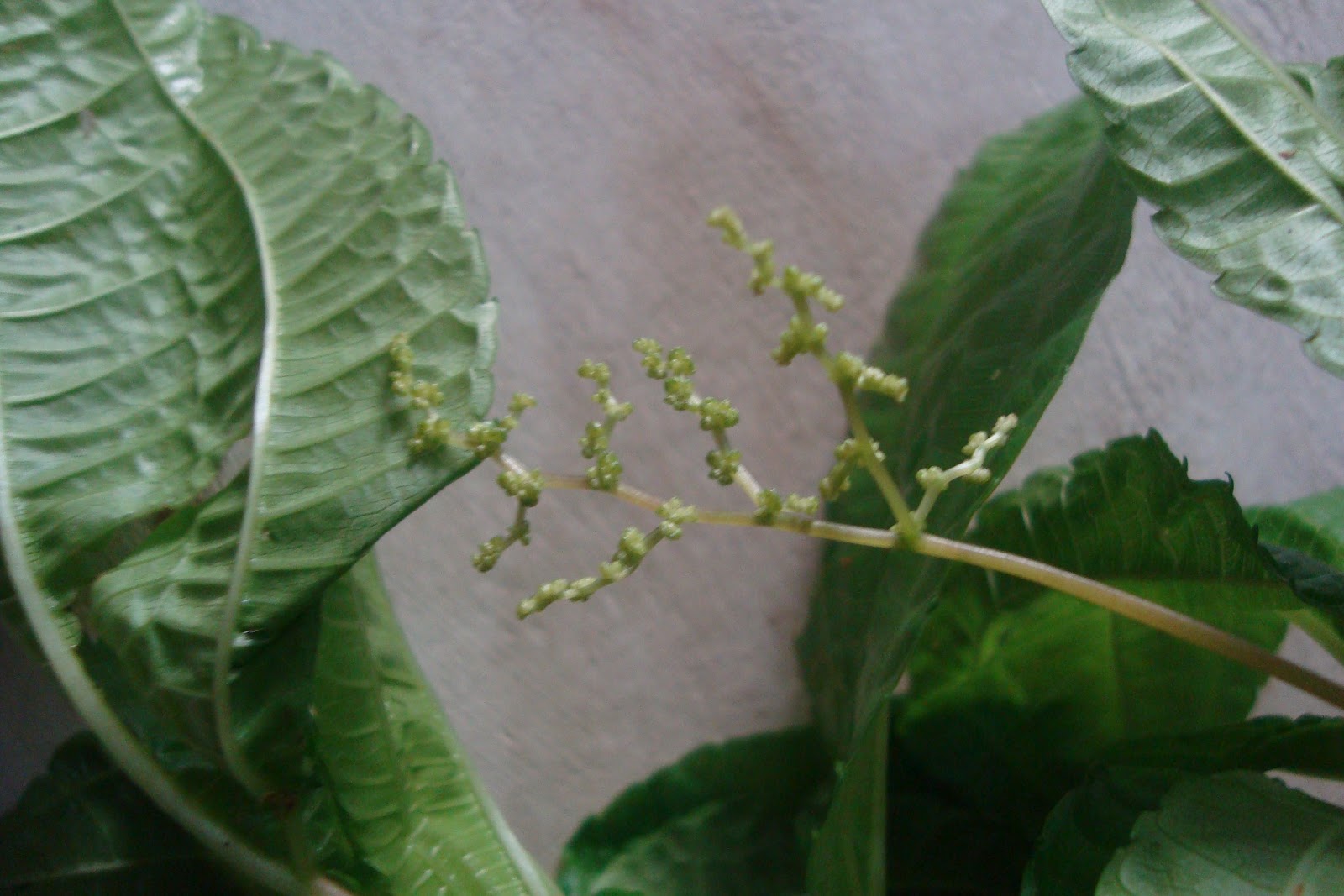 Bulelicious: Poh Pohan an unusual salad green