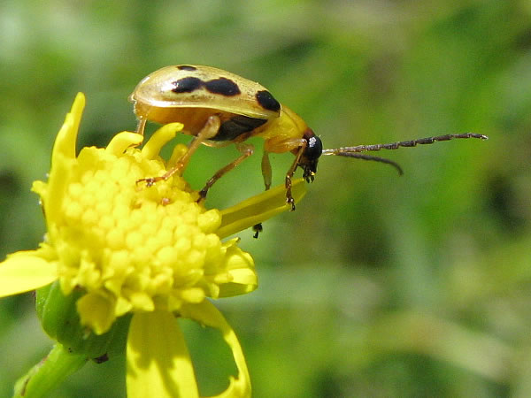 Portefólio de Biologia e Geologia 11ºano: Polinização