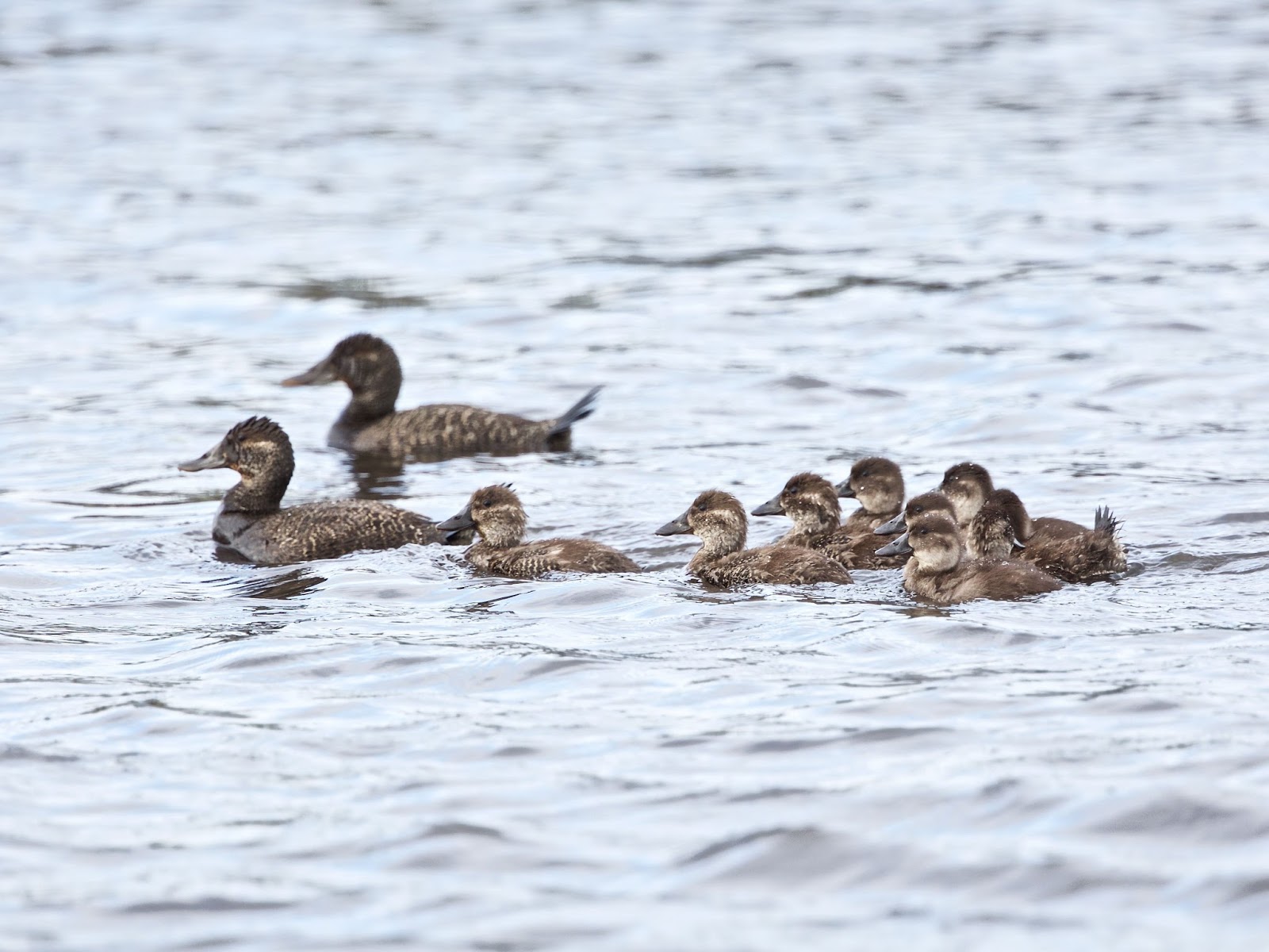 Avithera: Blue-billed Ducks