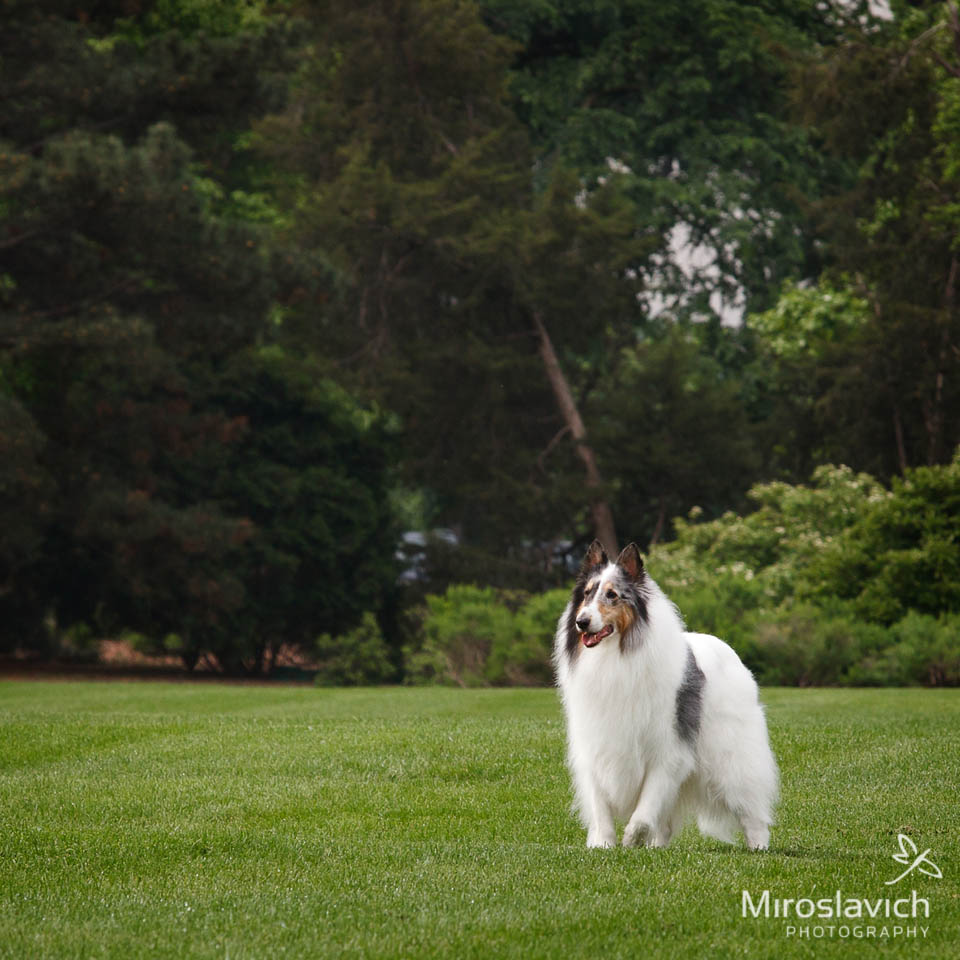 Miroslavich Photography Buzz: All round good Sport!!!