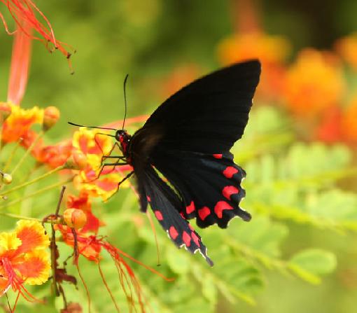News Butterfly: Black Butterfly