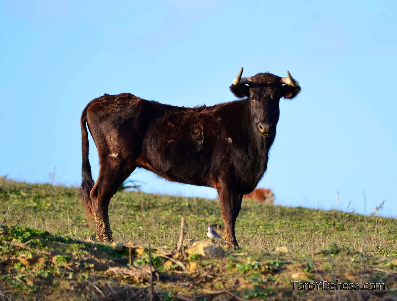 El Toro Bravo en su hábitat-------: El pelaje del Toro Bravo