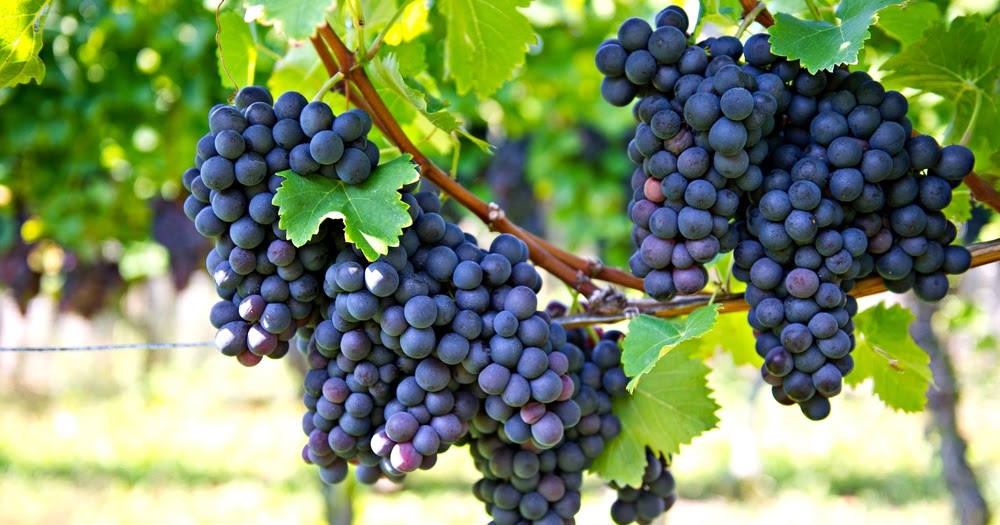 Você Conhece a Uva Merlot??? ~ Blog Enofilia