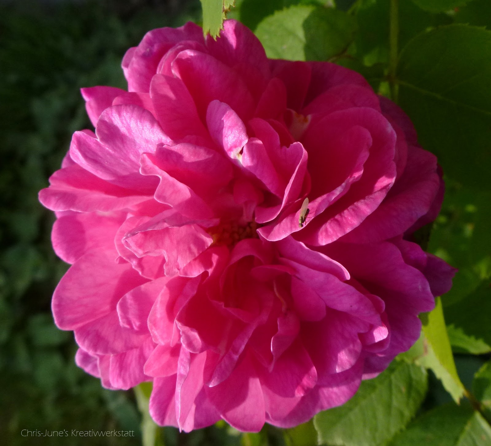Chris-June's Kreativwerkstatt: Blüten in pink und lila - Today's ...