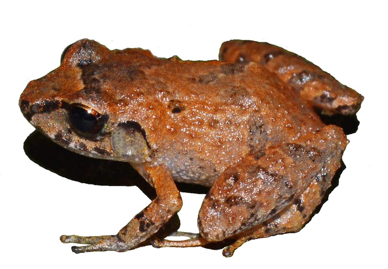 Species New to Science: [Herpetology • 2019] Pristimantis nelsongalloi ...