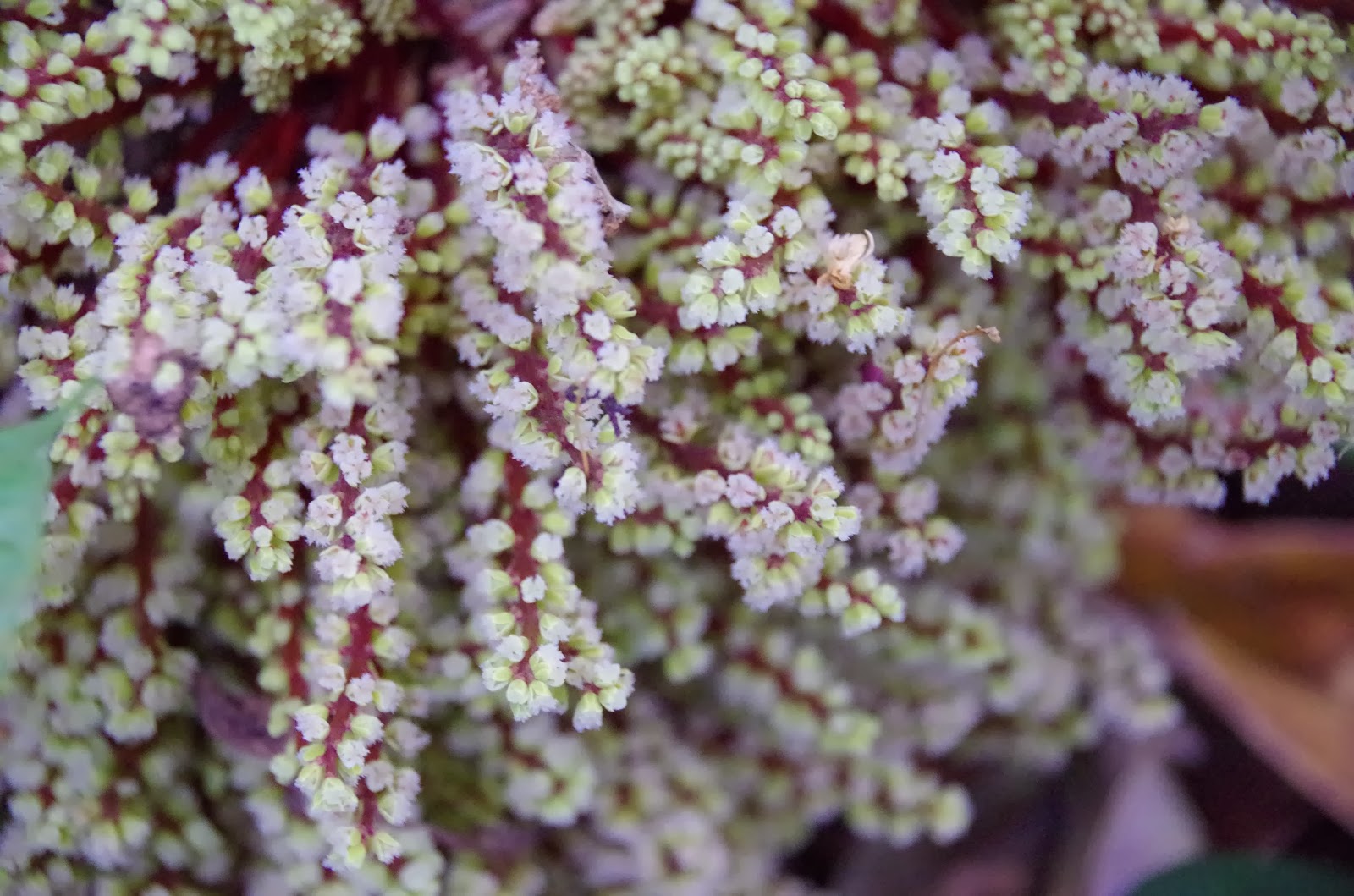 Trees and Plants: Cauliflory