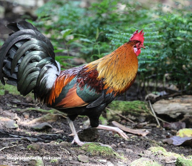 10 wonderful lessons from the Country hen