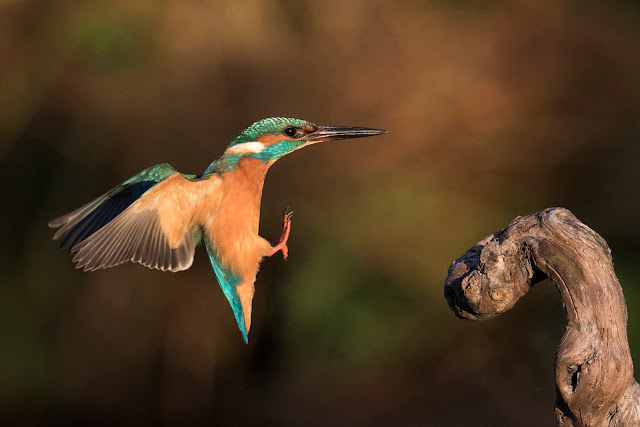 Rubén Cebrián - Fotografía de naturaleza