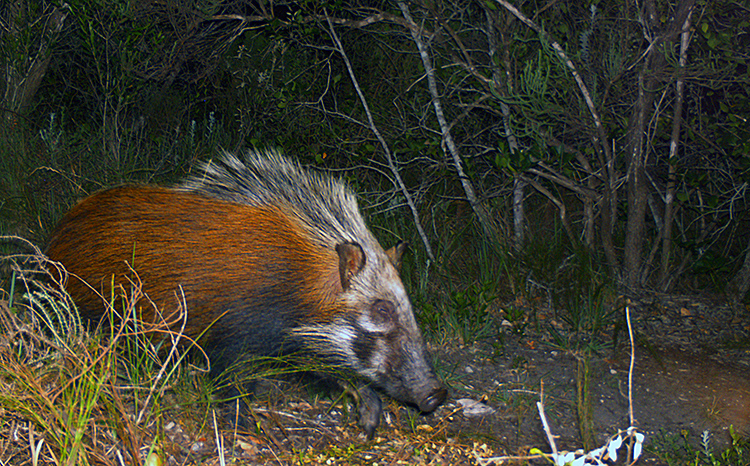 Remote Camera Trap - South Africa: Looking Good At The Woody Cape