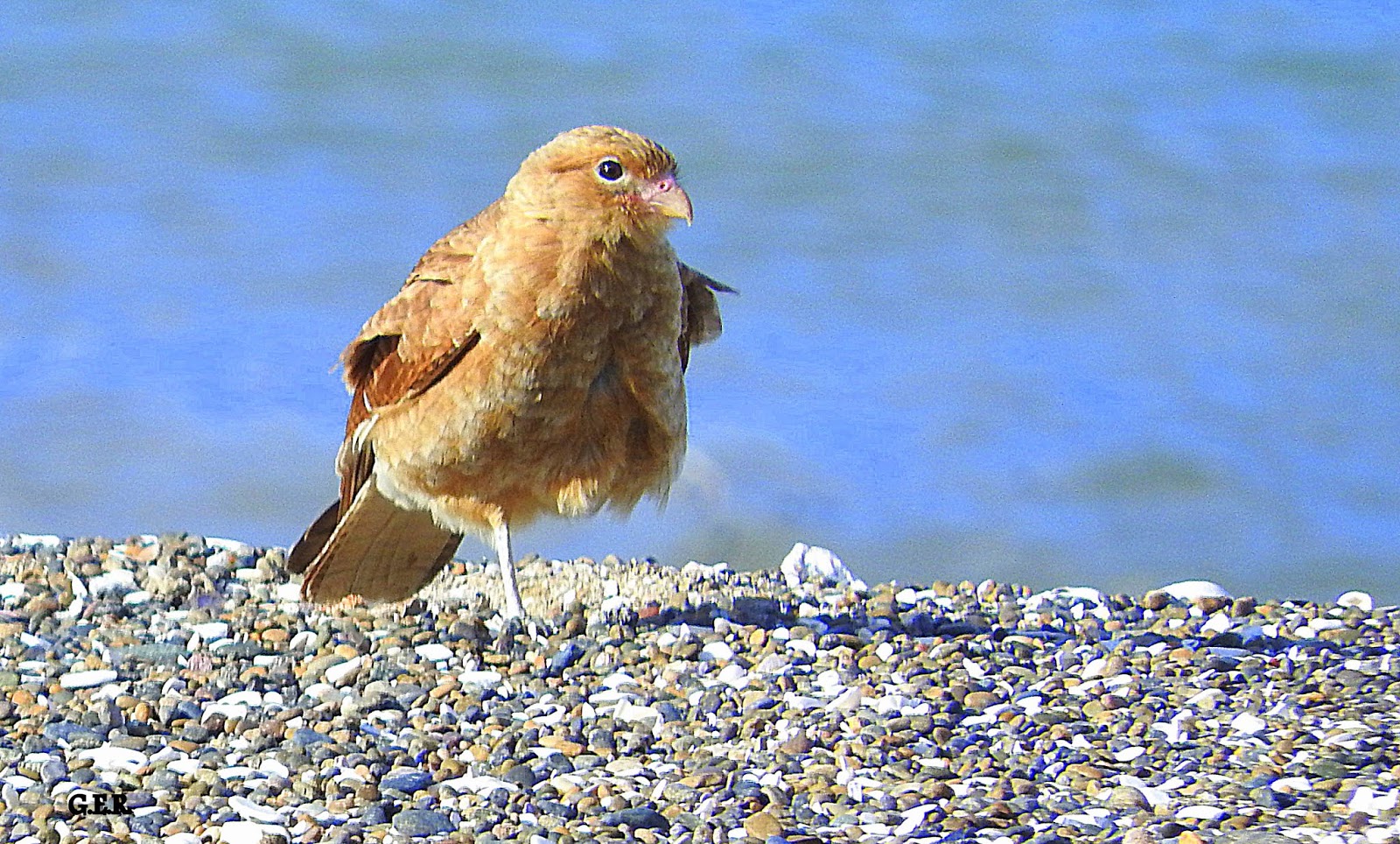 Aves del Golfo San Jorge: Chimango (Milvago chimango)