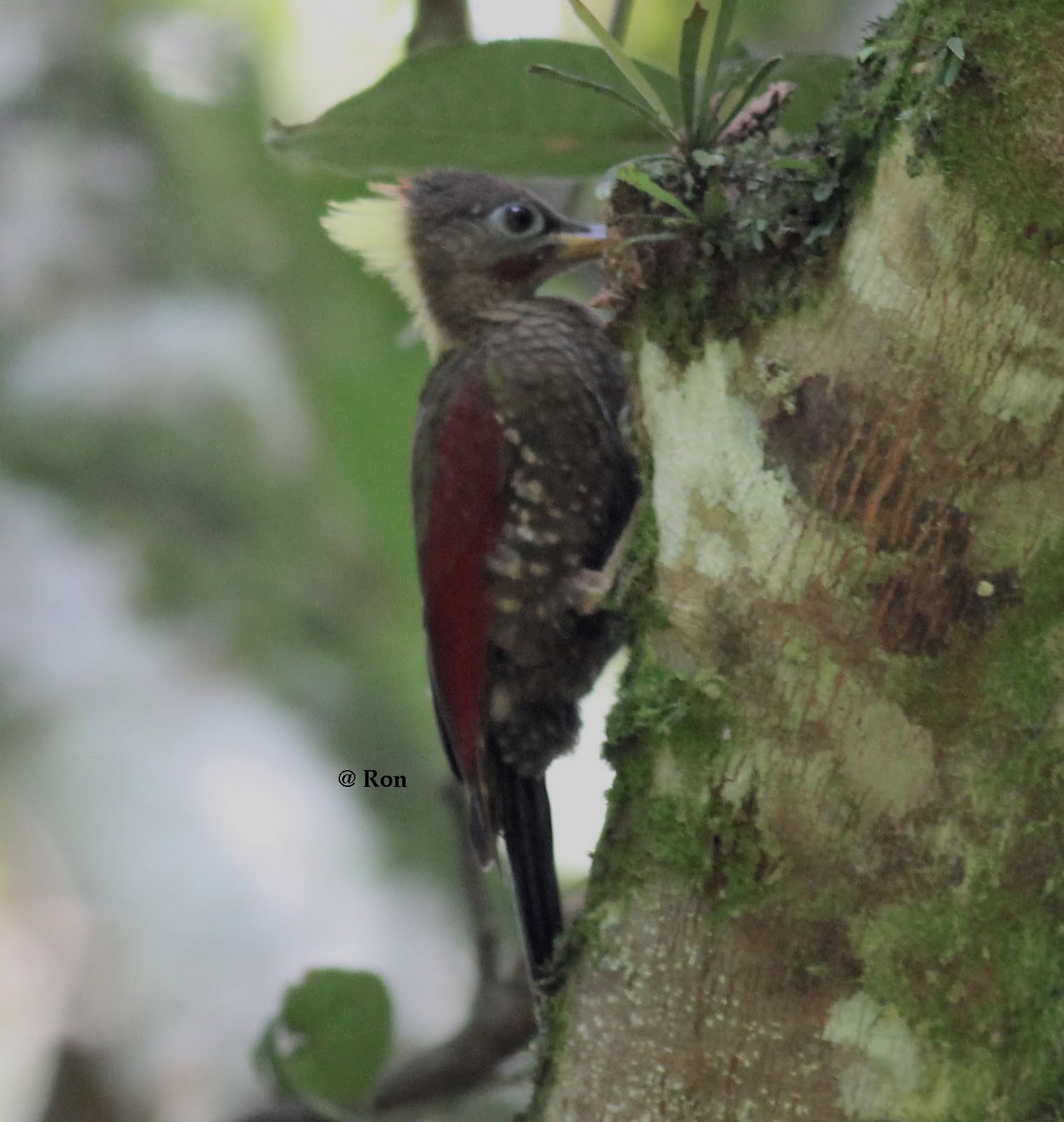 Ron-Nature-Adventures: Crimson-Winged Woodpecker (Picus puniceus)