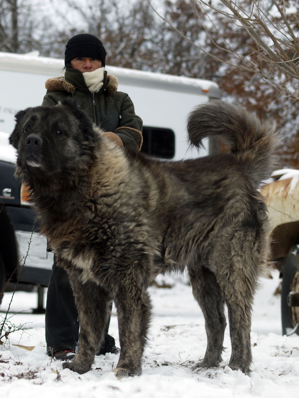 Real World Fatos: As raças de cães mais raras do mundo