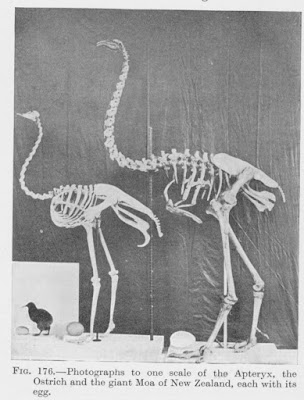 Discovering Darwin: 2016