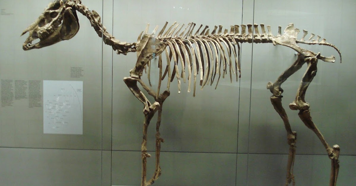 Variety of Life: Hipparion