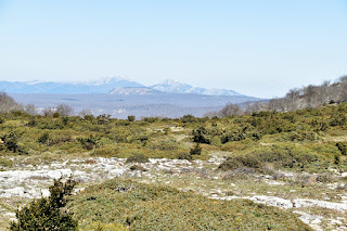 Mendiko osterak: Arnaba zirkularra Gastiain herritik