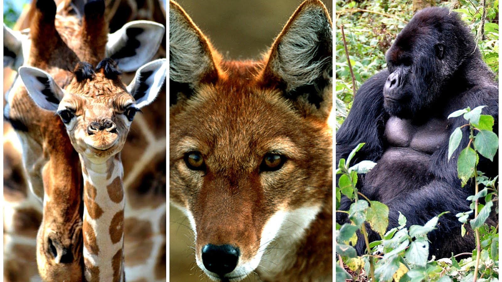 List Of Endangered Animals In Africa - Danger Choices