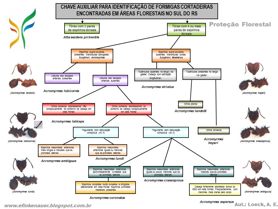 Proteção Florestal:::...::..: FORMIGAS CORTADEIRAS