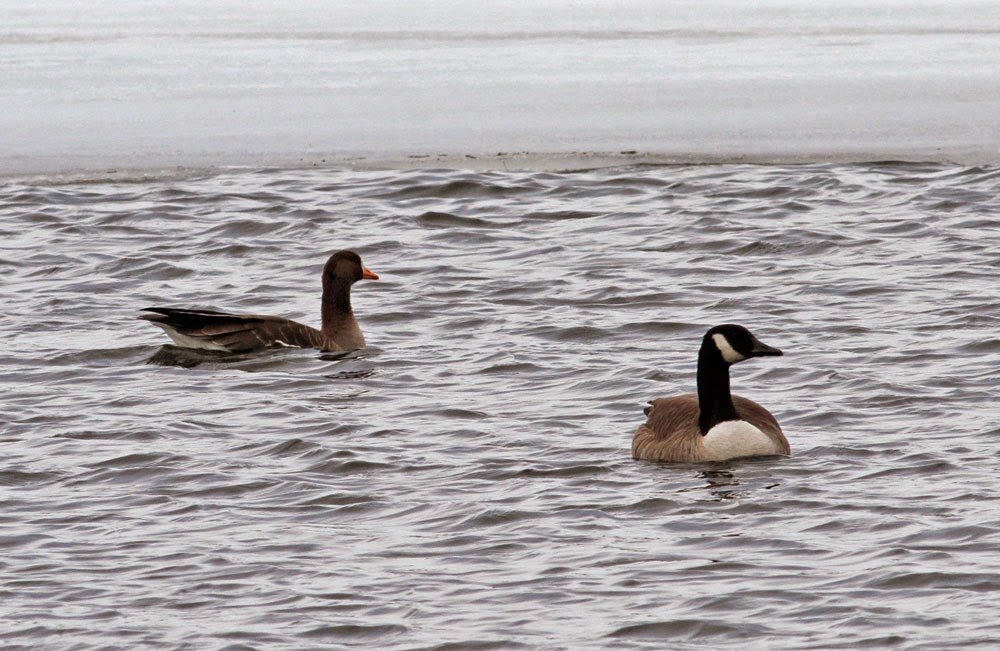 Pioneer Birding: MA - Game On!