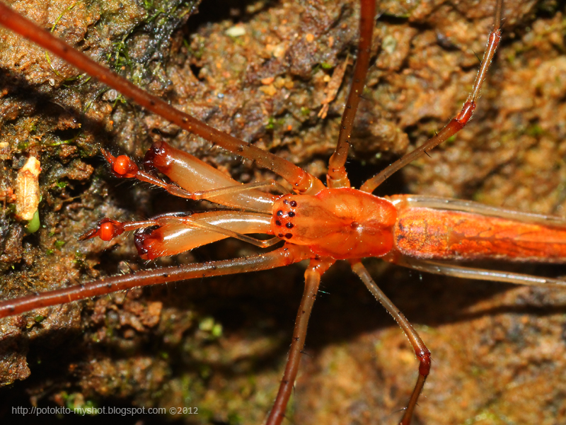 Longjawed Orbweavers (Tetragnatha sp)
