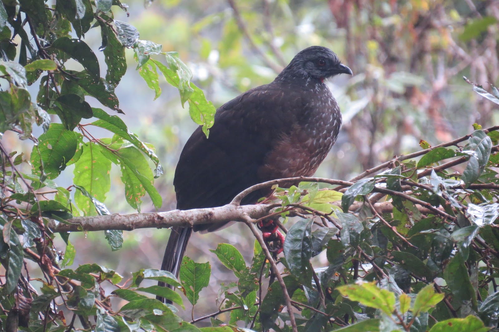 Manu Rainforest Peru