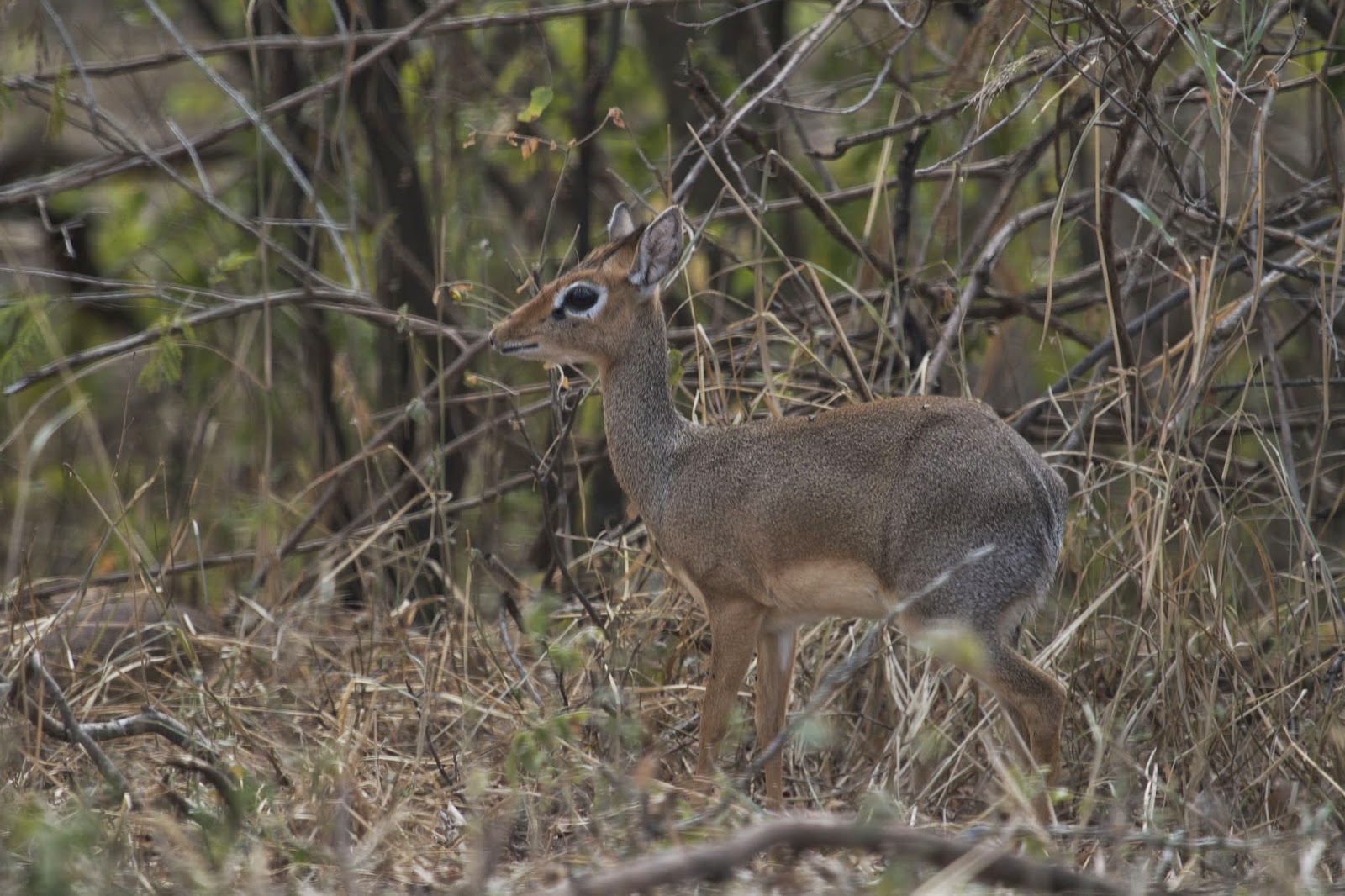 Running From Moose: Tanzania: The Serengeti (Part II)