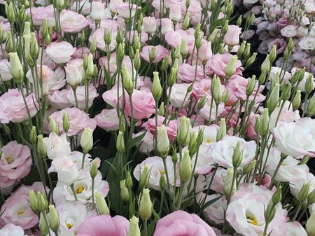 pengetahuan bunga: Bunga Eustoma Arti simbolis dan makna warna