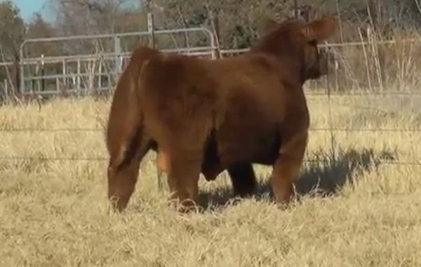 Lautner Farms: Maverick Ranches and Austin Cattle Momma Maker Bull Sale