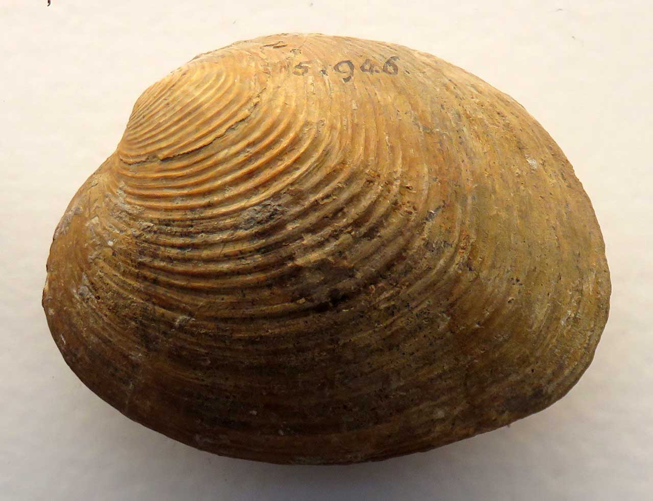 Jurassic Period Fossils