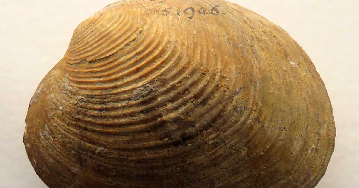 Louisville Fossils and Beyond: Astarte Clam Fossil
