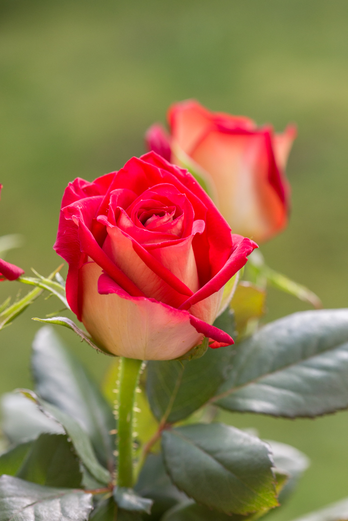 Pildid siit ja sealt: Lilled ehk siis roosid